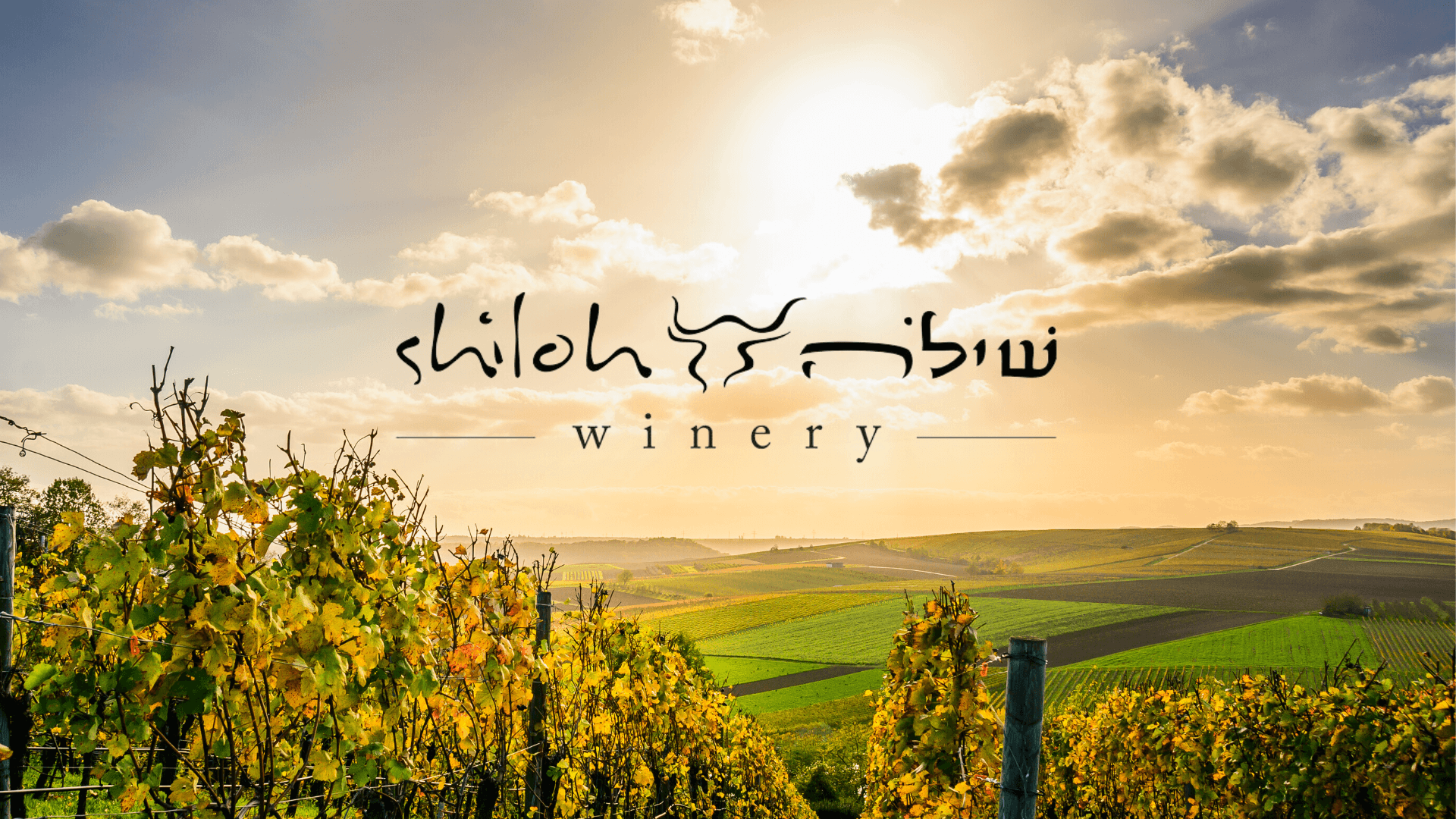 Shiloh Winery – IsraelWein.de - Christine Awiszus